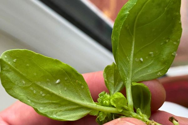 Mouches Blanches : 9 Astuces Naturelles Pour Éliminer les Aleurodes.