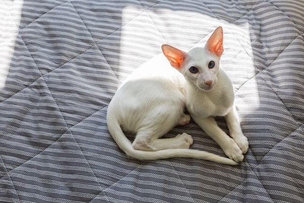 Top 50 des Chats les Plus Moches du Monde.