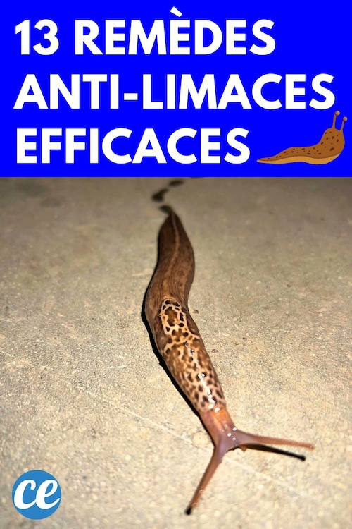 13 Trucs Naturels Contre les Limaces Qui Marchent Vraiment.