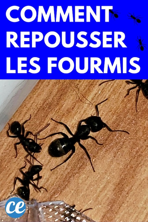 Mes 5 Astuces pour Repousser Naturellement les Fourmis de la Maison.