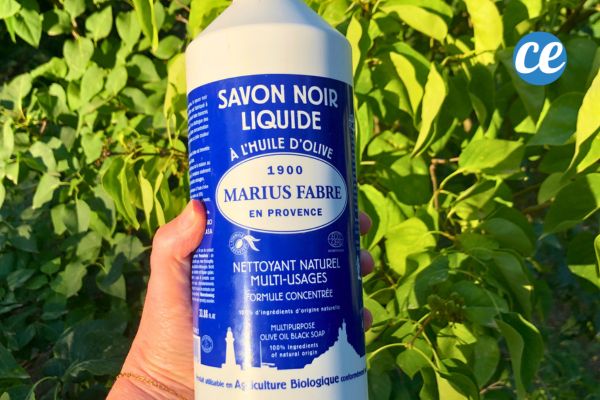 Mouches Blanches : 9 Astuces Naturelles Pour Éliminer les Aleurodes.