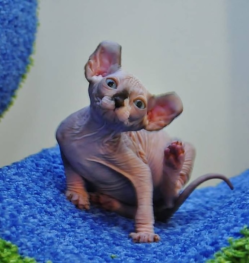 Top 50 des Chats les Plus Moches du Monde.