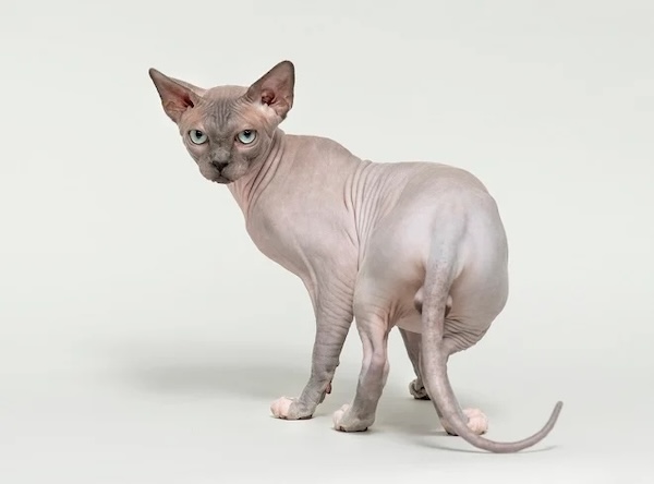 Top 50 des Chats les Plus Moches du Monde.