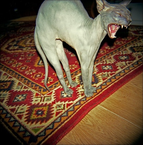 Top 50 des Chats les Plus Moches du Monde.