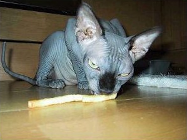 Top 50 des Chats les Plus Moches du Monde.