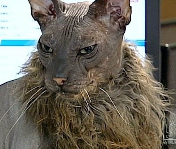 Top 50 des Chats les Plus Moches du Monde.