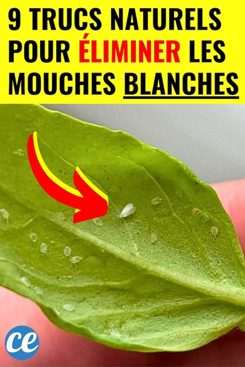 Mouches Blanches : 9 Astuces Naturelles Pour Éliminer les Aleurodes.