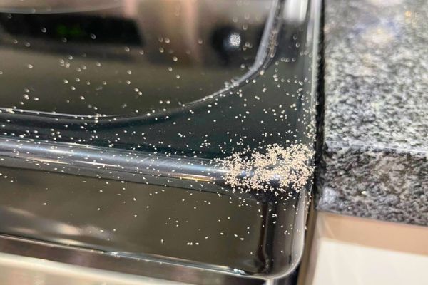 Acarien de Cuisine ou Ciron : Comment Éliminer ces Petites Bêtes Blanches