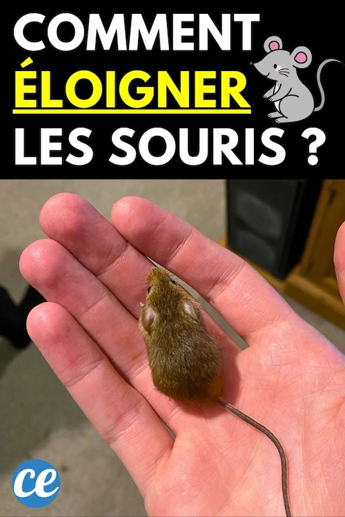 Comment Repousser les Souris Naturellement ? Voici 3 Astuces Qui Marchent.