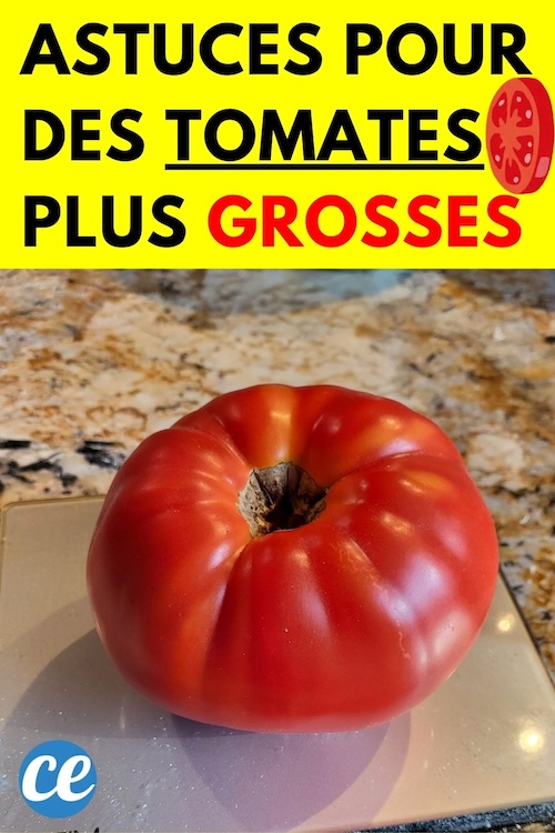 13 Astuces Pour Faire Pousser Plus de Tomates, Plus Grosses et Plus ...