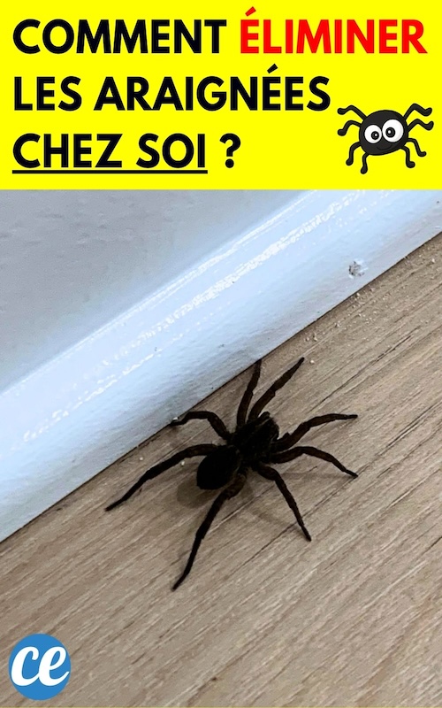 Comment Lutter Contre les Araignées à la Maison