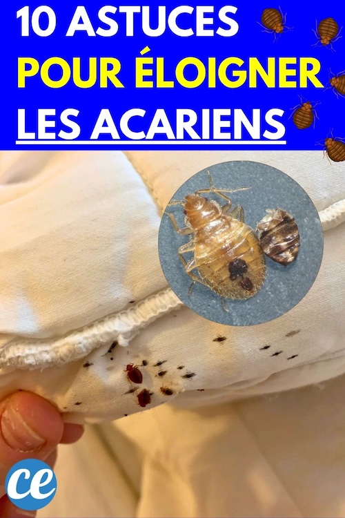 10 Astuces Pour Faire Fuir les Acariens de Chez Vous.