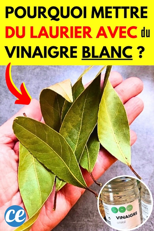 Pourquoi Mélanger des Feuilles de Laurier avec du Vinaigre Blanc