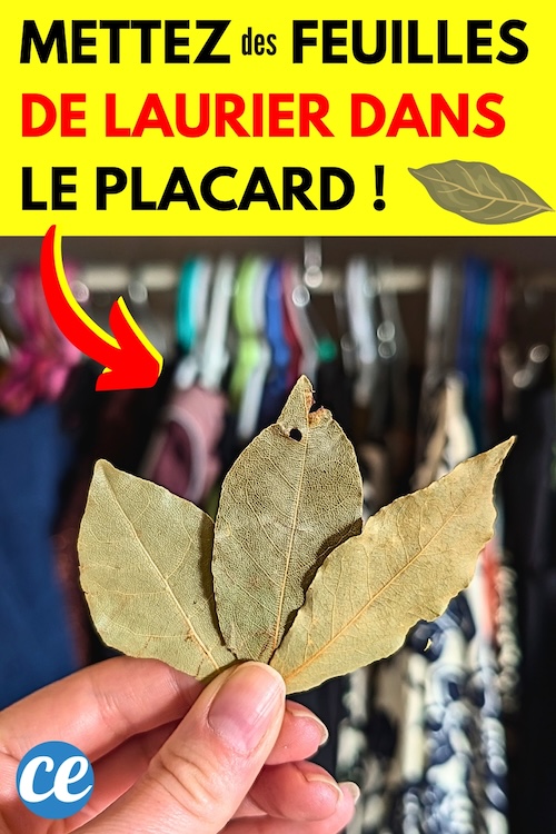 Pourquoi Faut-il Mettre des Feuilles de Laurier dans ses Placards