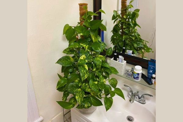 Les 15 Meilleures Plantes pour la Salle de Bain selon mon Horticultrice.