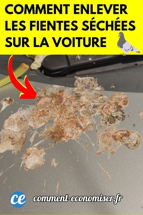 Fientes d’Oiseaux Séchées ? Cette Technique les Enlève Sans Risque sur ...