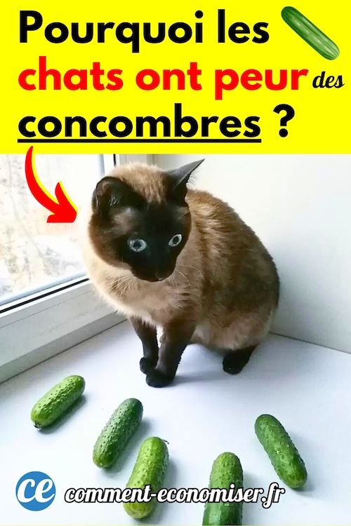 Pourquoi les chats ont-ils peur des concombres