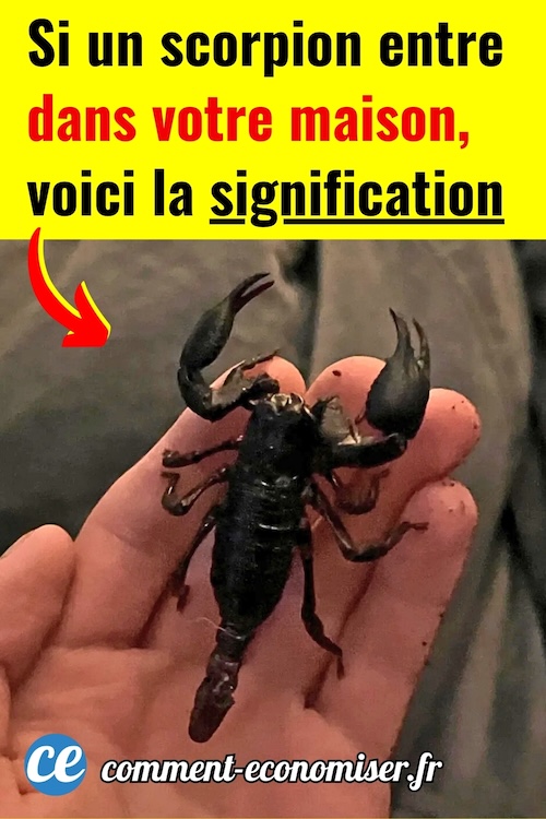 Si un scorpion entre dans votre maison, voici la signification