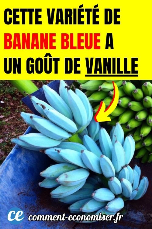 Blue Java : cette variété de banane bleue a un goût de glace à la vanille