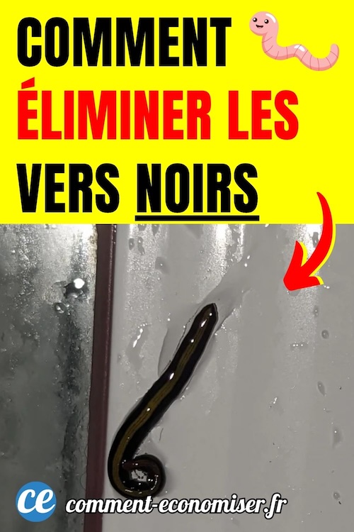 Vers noirs d'humidité : comment s'en débarrasser et éviter leur retour