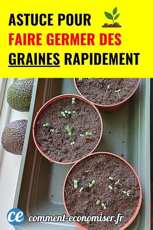 L'Astuce Infaillible Pour Faire Germer des Graines Dans Votre Jardin.