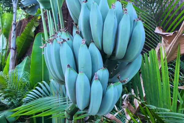 Blue Java : cette variété de banane bleue a un goût de glace à la vanille