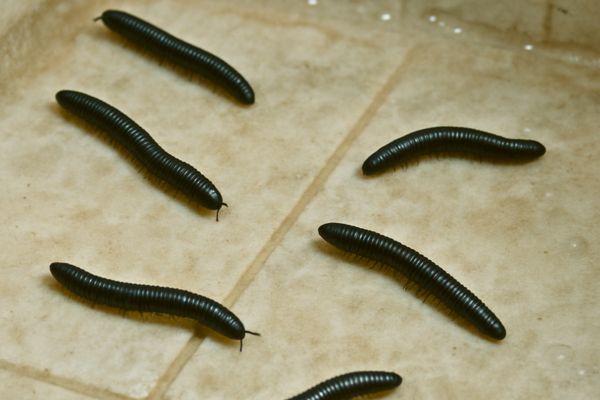 Vers noirs d'humidité : comment s'en débarrasser et éviter leur retour