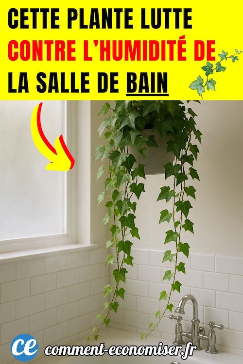Cette plante miracle qui freine la moisissure est parfaite pour les ...