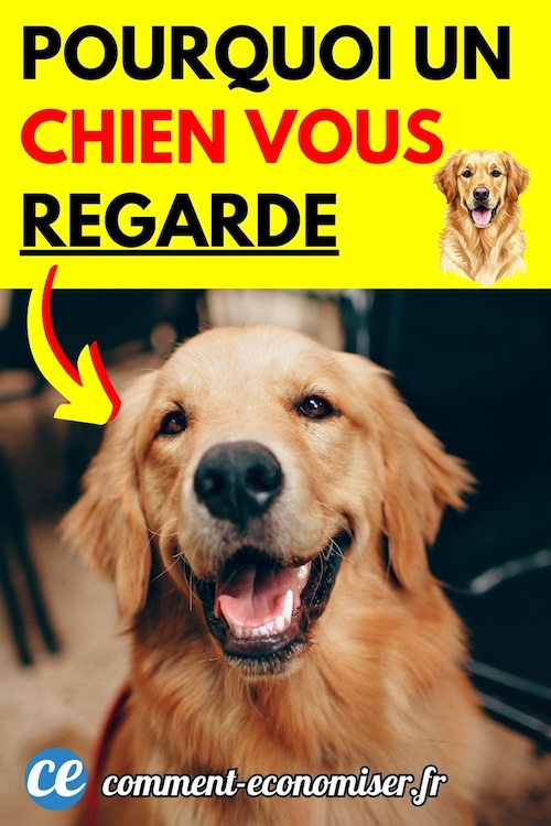 Lorsque votre chien vous regarde longuement, en voici la signification ...