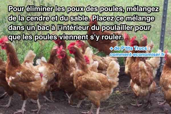 L'Astuce Pour Enlever les Poux des Poules Facilement.