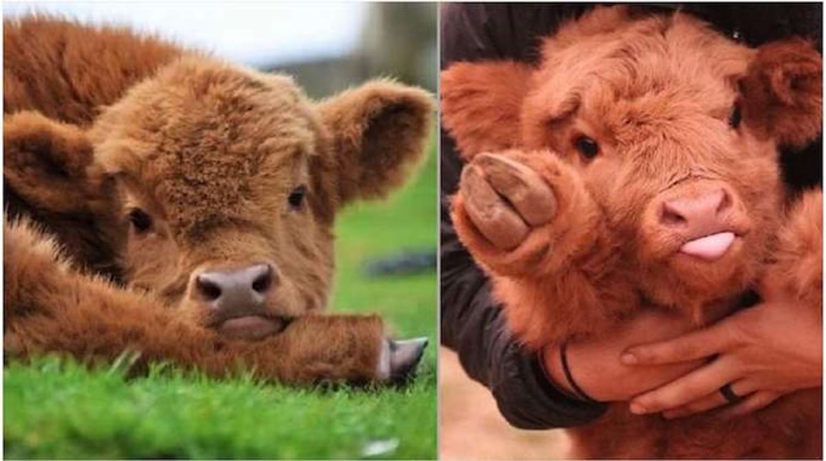 Pas la Forme Aujourd'hui ? 27 Photos de Veaux Qui Vont Vous Redonner le ...