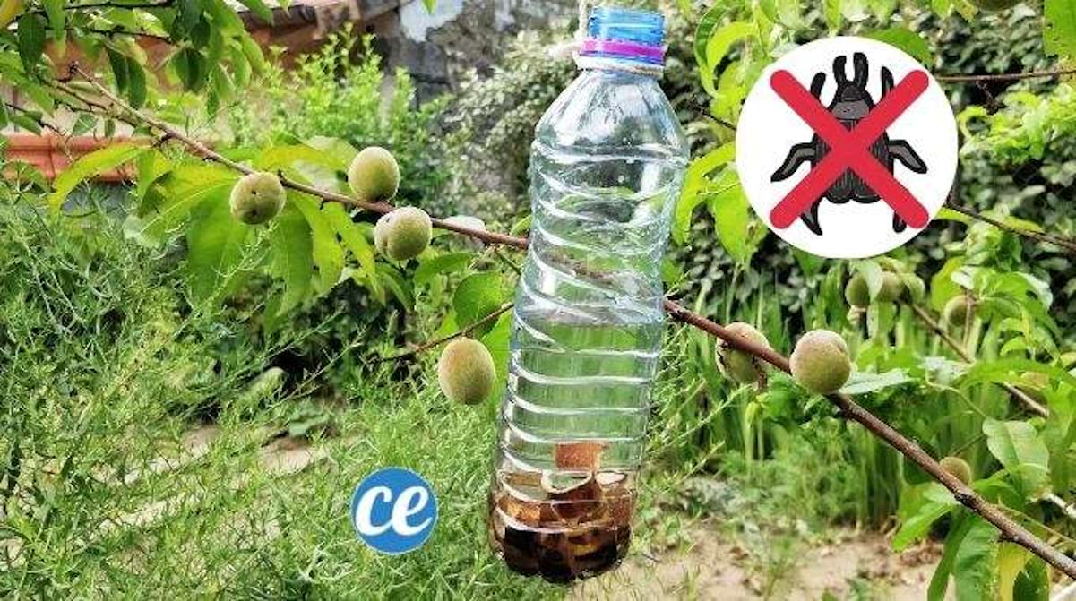 Comment Faire Un Piège à Insectes Pour Arbres Fruitiers (Facile ...