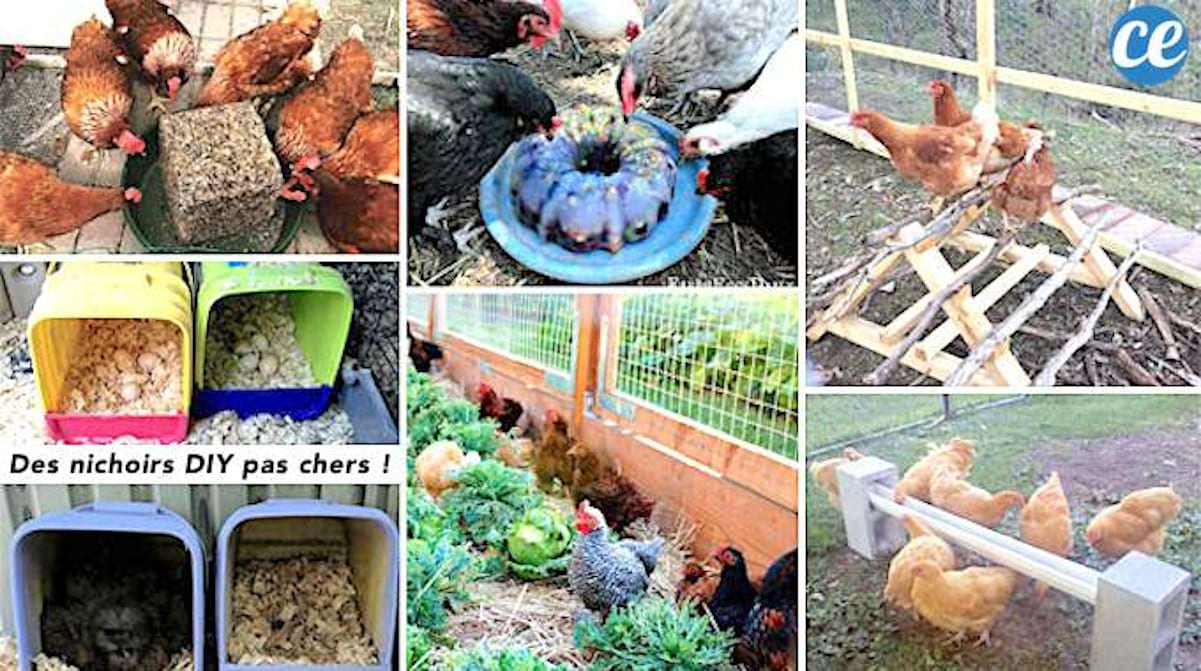 17 Astuces Pour Votre Poulailler Qui Vont Rendre Vos Poules Heureuses