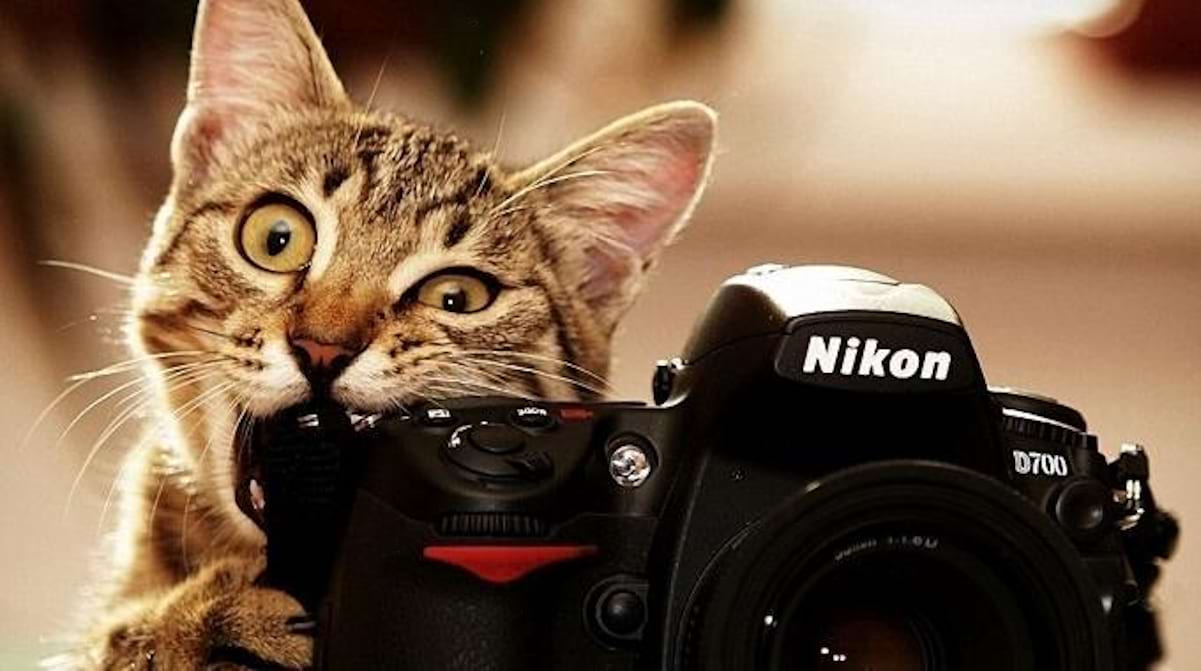 L'Astuce Magique Pour Tous Les Photographes Qui Perdent Leurs Caches d ...